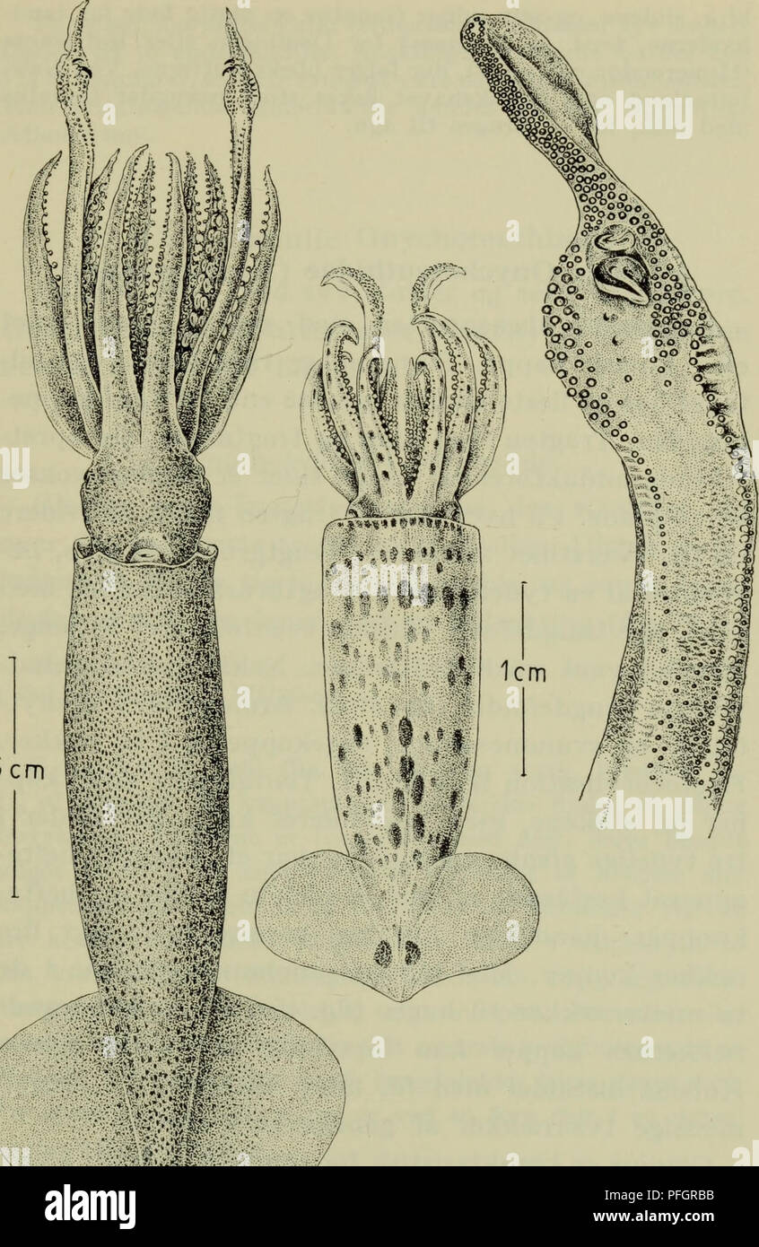 A detailed guide to the fauna of Denmark, including illustrations of ...