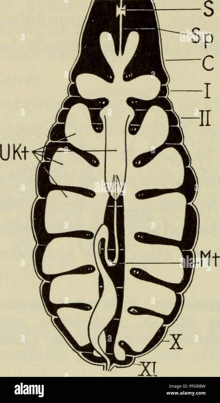This illustration from 'Fauna of Denmark' focuses on the anatomy of ...