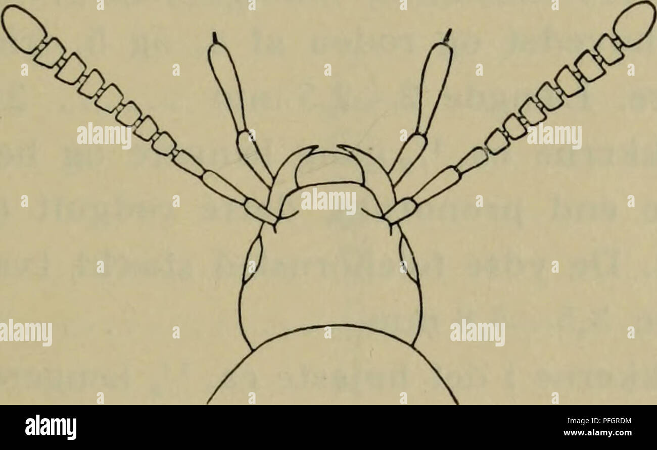 This illustration from *Danmarks fauna* shows the detailed anatomy of ...