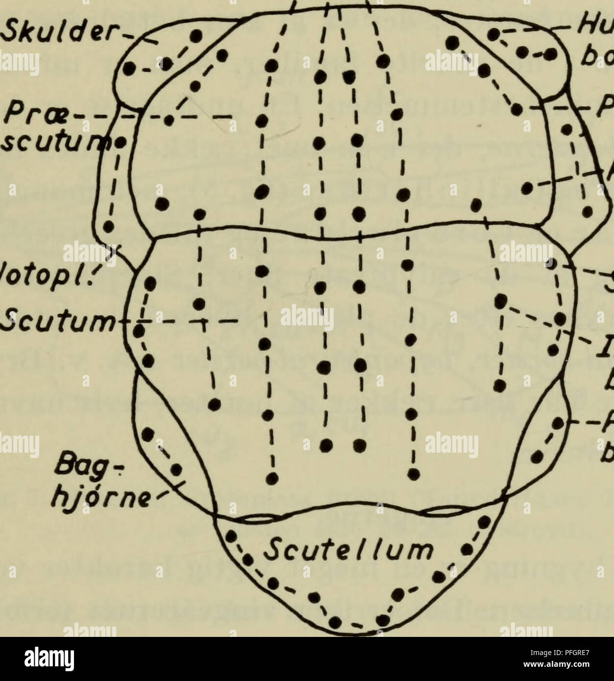 The focus here is on acalyptrate flies, with an analysis of their ...