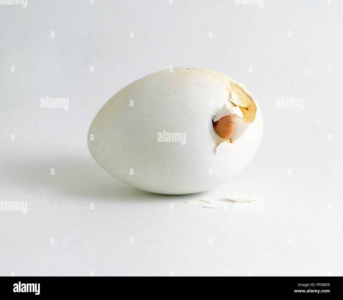 Trough shell hi-res stock photography and images - Alamy