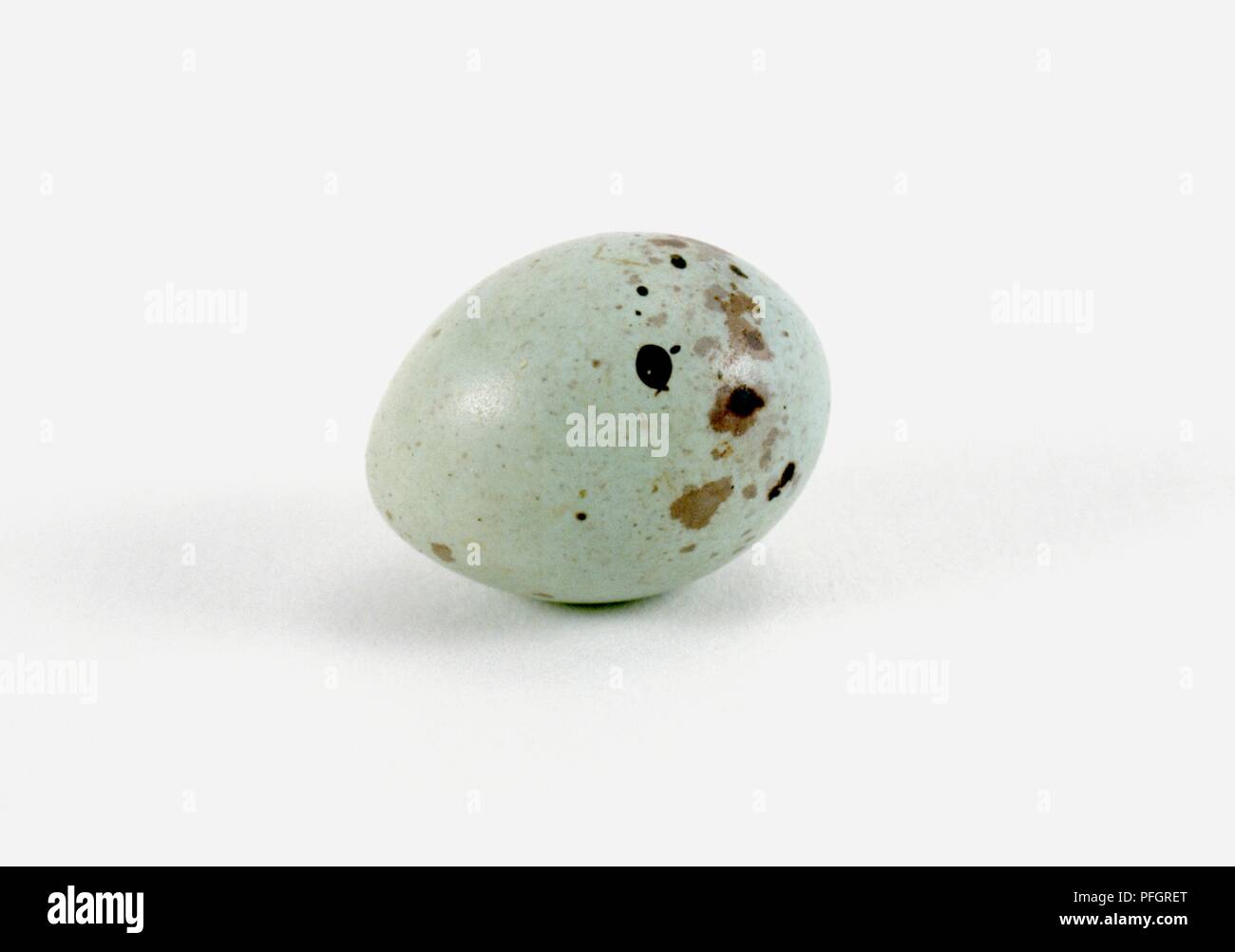 Finch egg hi-res stock photography and images - Alamy