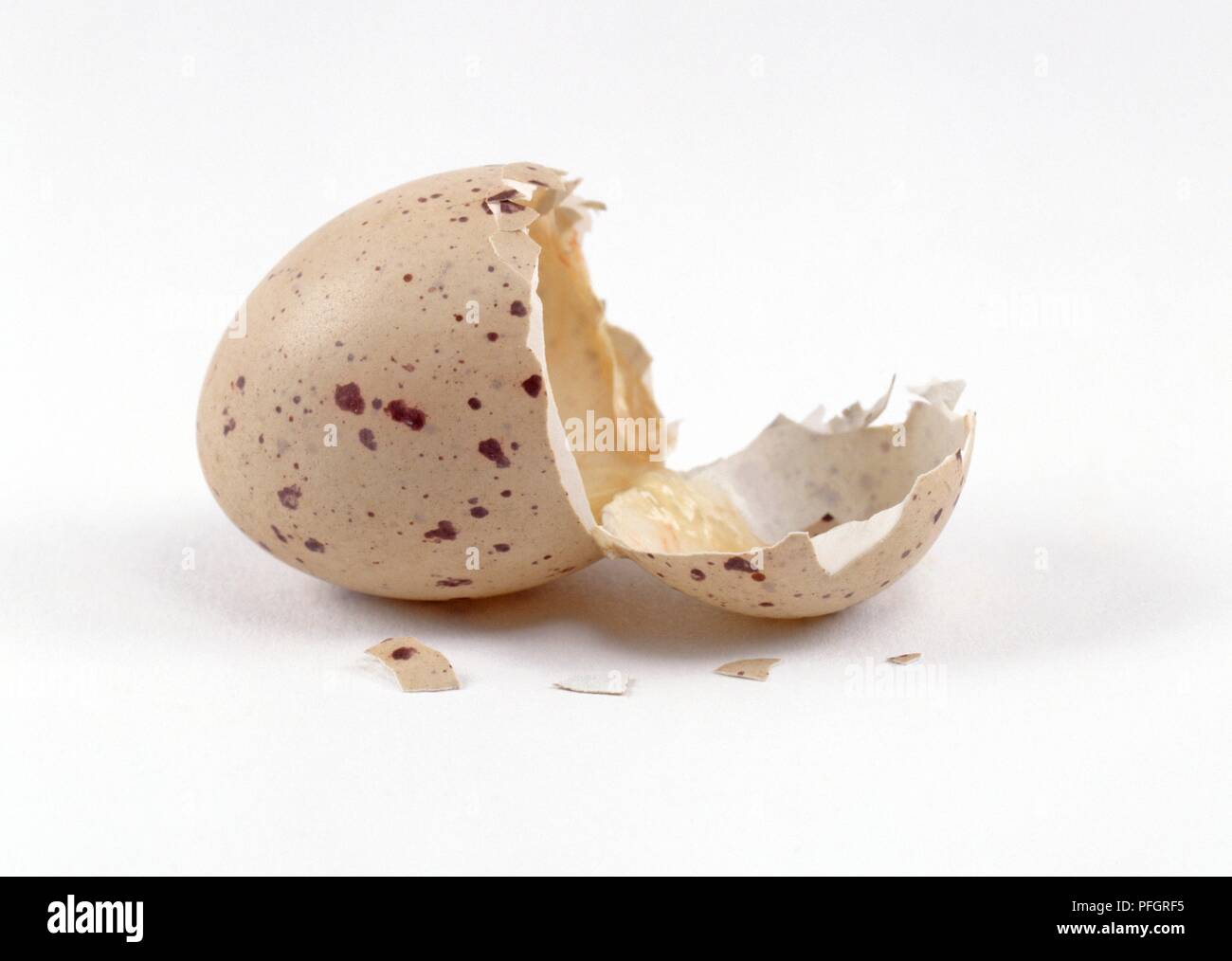 Moorhen egg, cracked open, close-up Stock Photo - Alamy