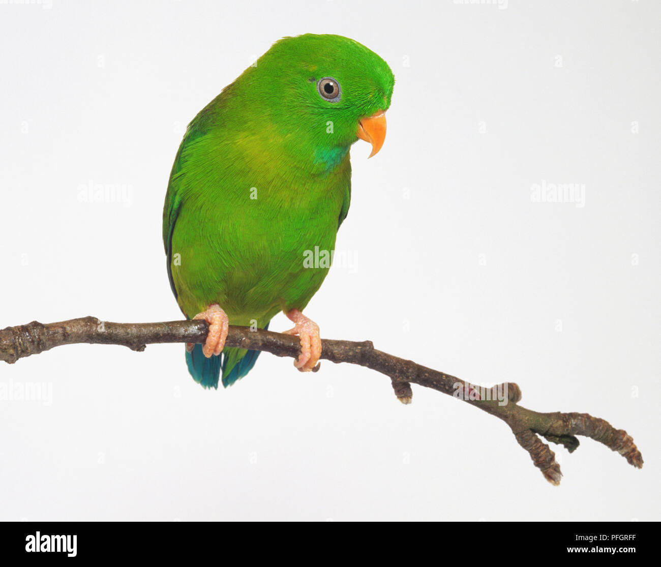 Asian parrot hi-res stock photography and images - Alamy