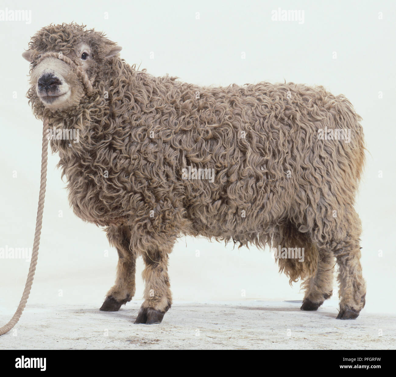 Woolly sheep on a rope lead, close-up Stock Photo - Alamy