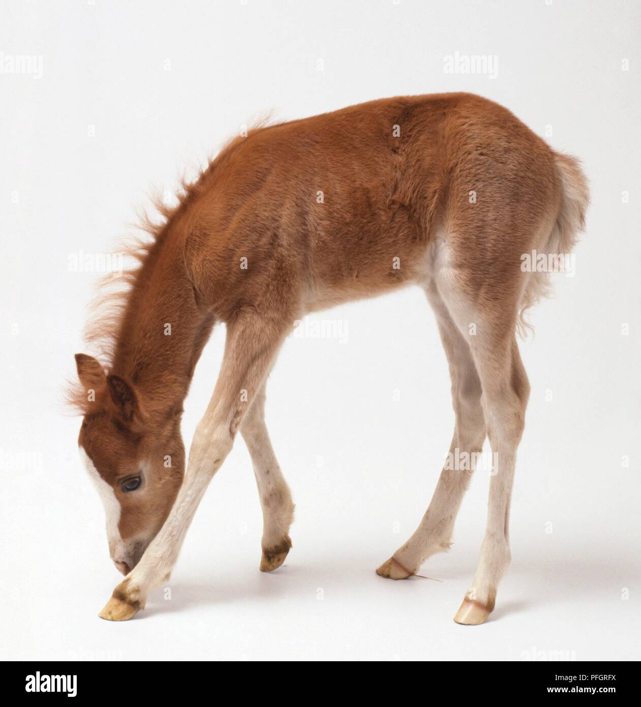 Brown foal, standing with head bending down, side view Stock Photo - Alamy