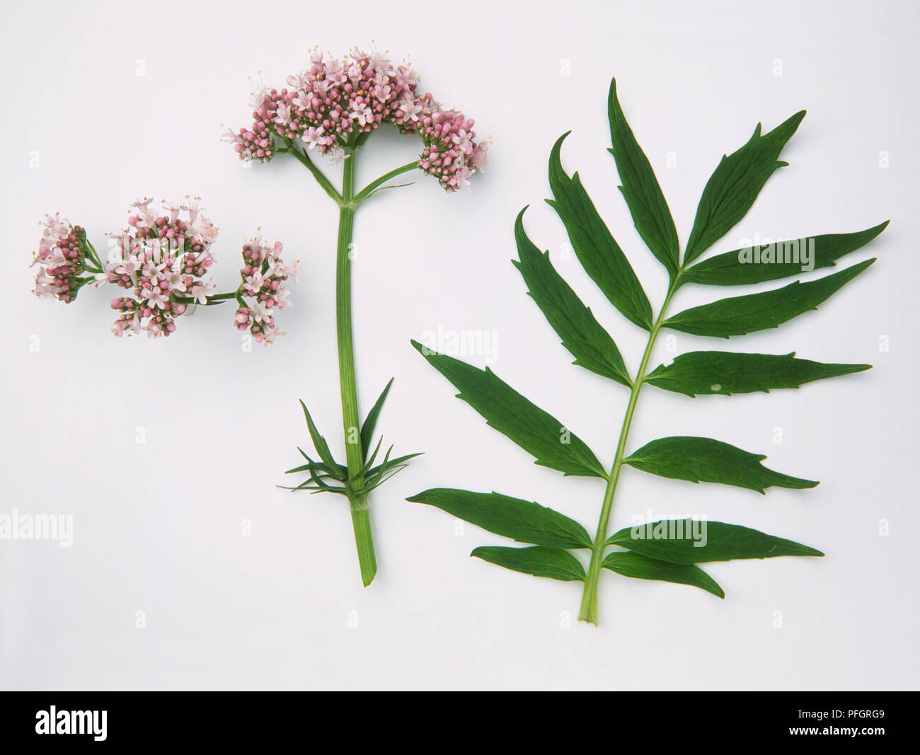 Valerina hi-res stock photography and images - Alamy