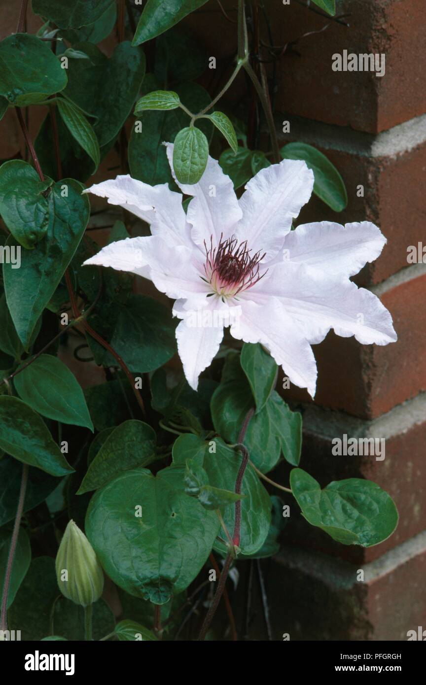 Clematis 'Snow Queen', white flower with green leaves on a brick wall ...