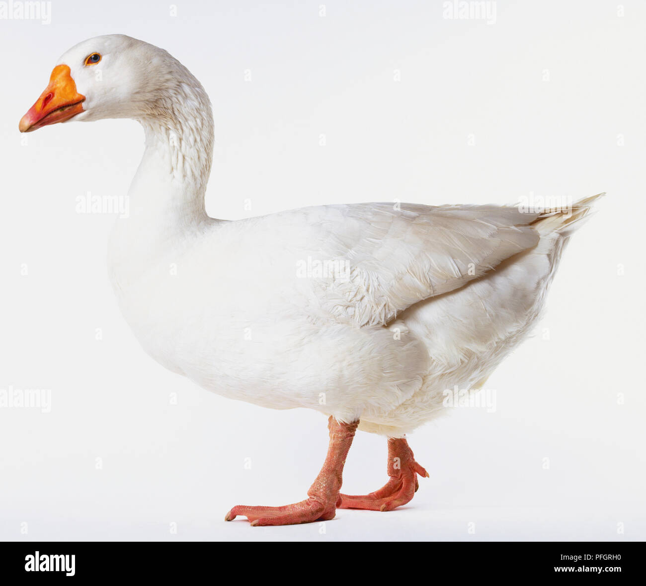 Domesticated Goose (Anatidae), side view Stock Photo - Alamy