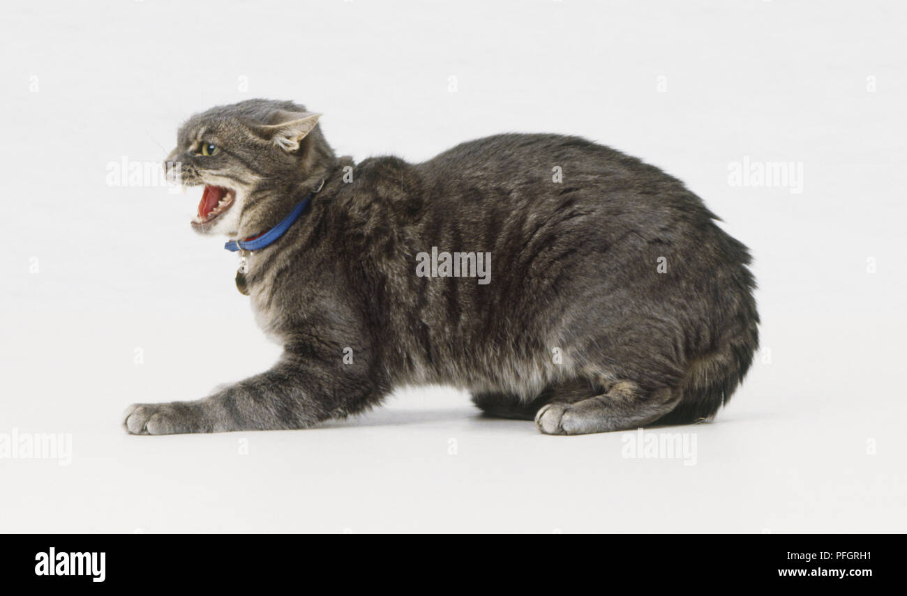 Tabby Cat (Felis catus) crouching with tail curled underneath body, its ...