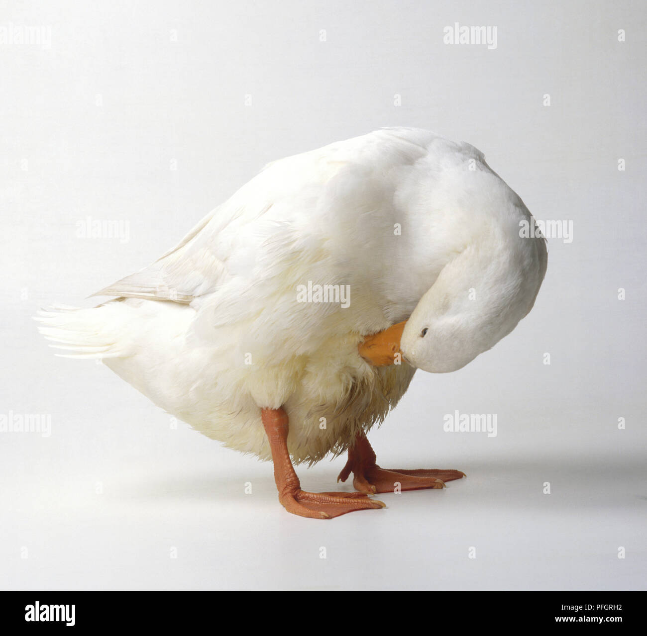 Duck with tucked head hi-res stock photography and images - Alamy