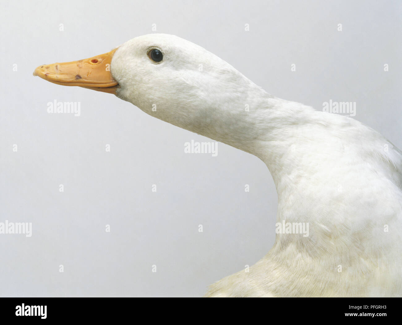 Headshot of a White Duck (Anatidae) looking back over its shoulder ...
