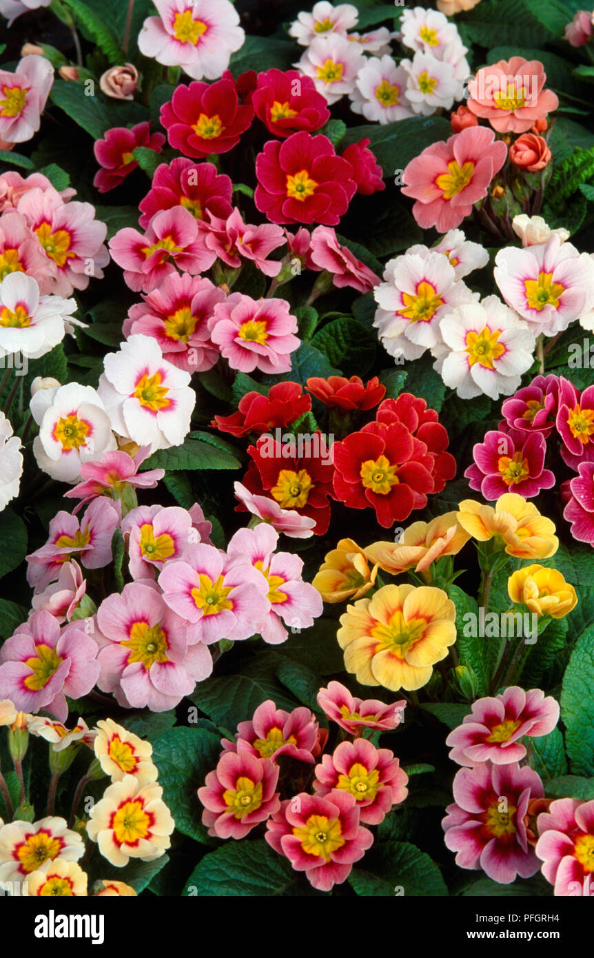 Borders flowers hi-res stock photography and images - Alamy