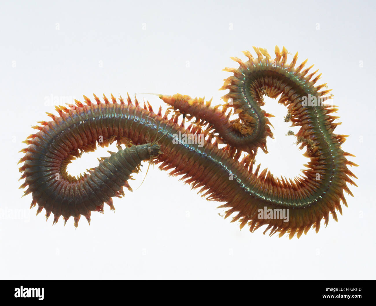 المقطع العرضي Nereis Virens