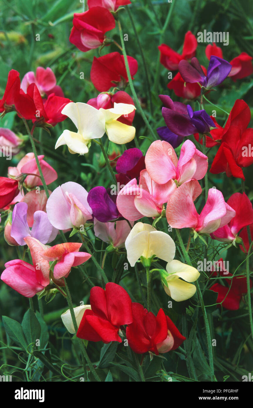 Lathyrus odoratus, sweet pea, front view Stock Photo - Alamy