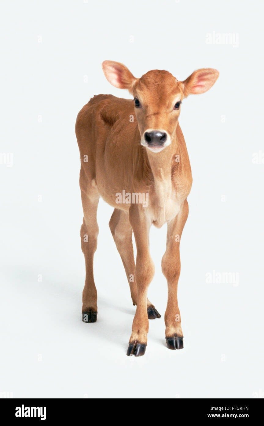 Brown calf hi-res stock photography and images - Alamy