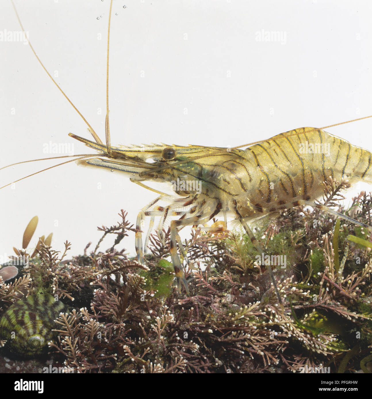 Dendrobranchiata hi-res stock photography and images - Alamy