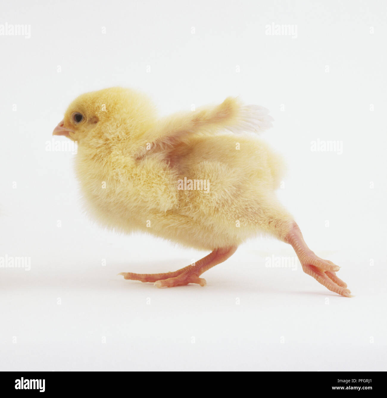 Chicken anatomy hi-res stock photography and images - Alamy
