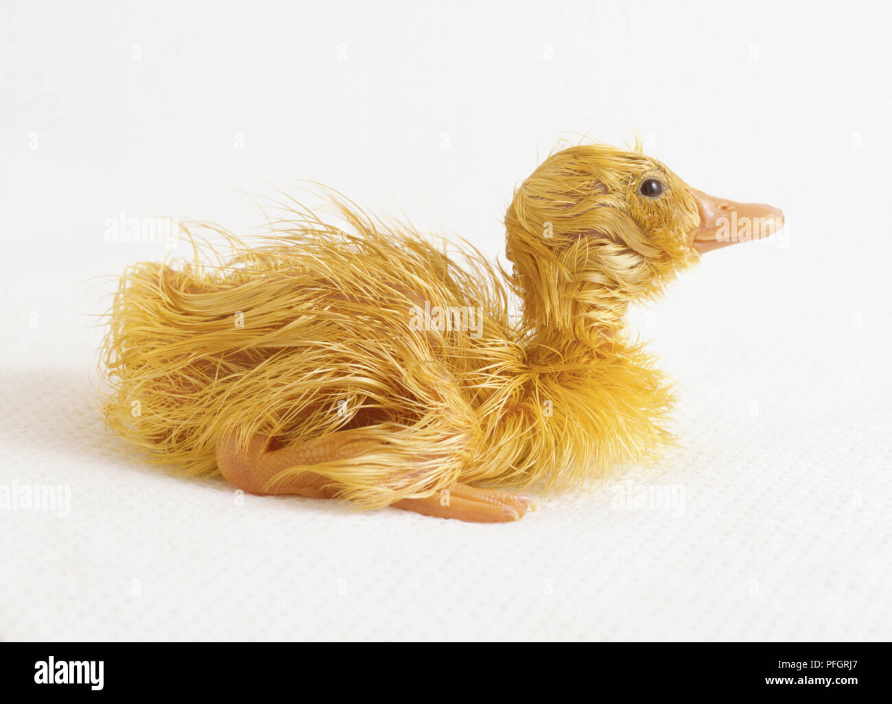 Hatched duckling hi-res stock photography and images - Alamy