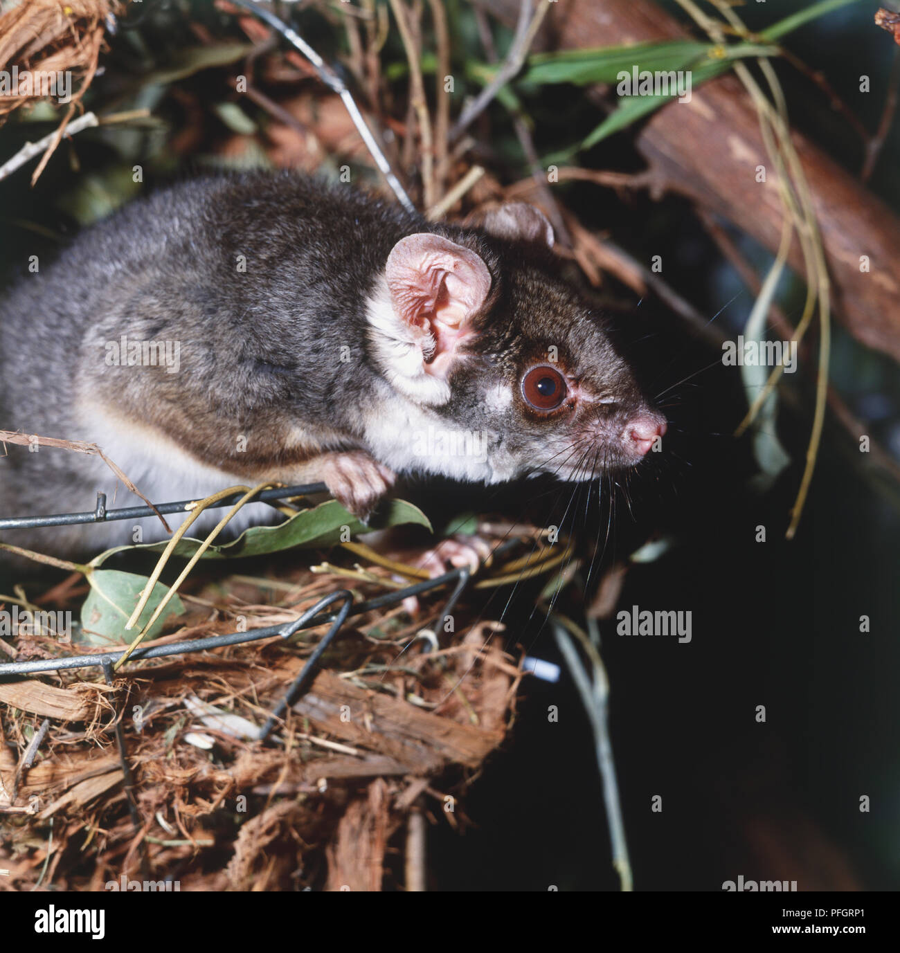 Ringtail possum hi-res stock photography and images - Alamy