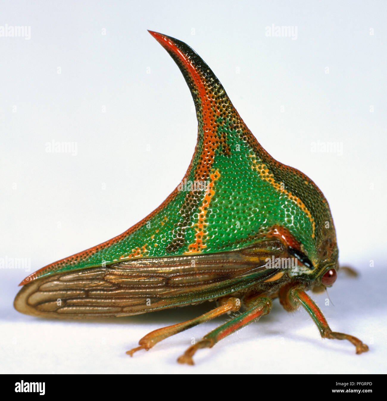 Thorn Bug, detail of pointed, curved, brightly coloured horn, side view ...