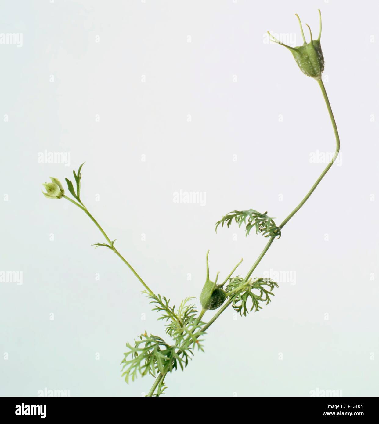 Nigella sativa (Black cumin), seed pods with leaves on long stems ...
