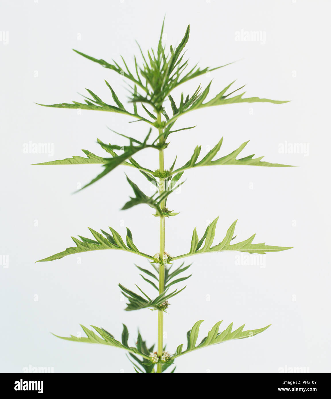 Lance shaped leaves hi-res stock photography and images - Alamy