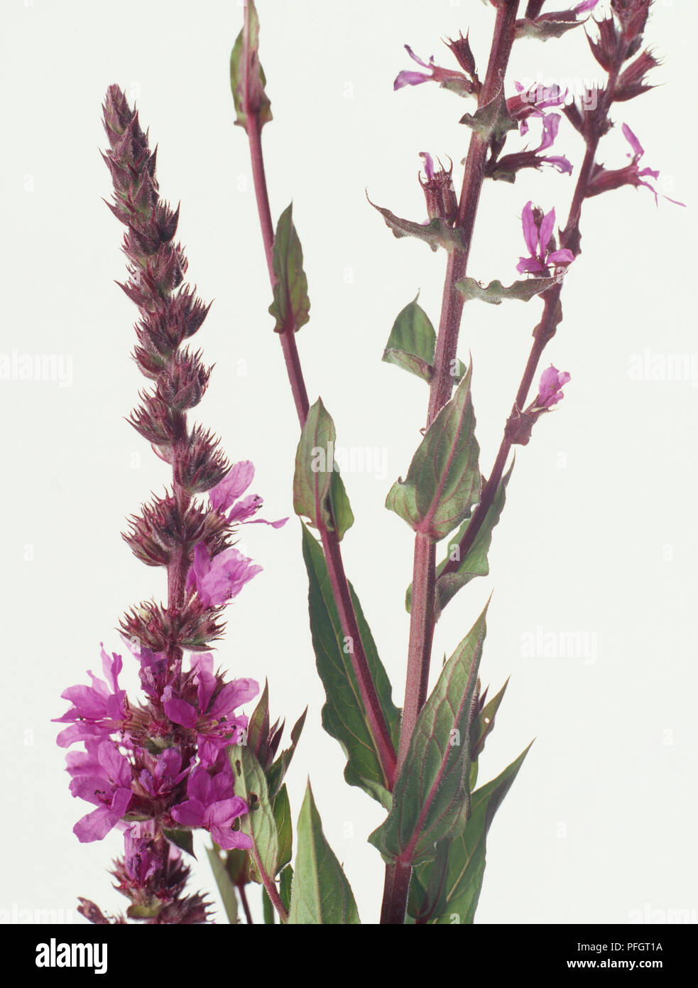 Purple Loosestrife (Lythrum salicaria), purple flowers, buds, and green ...