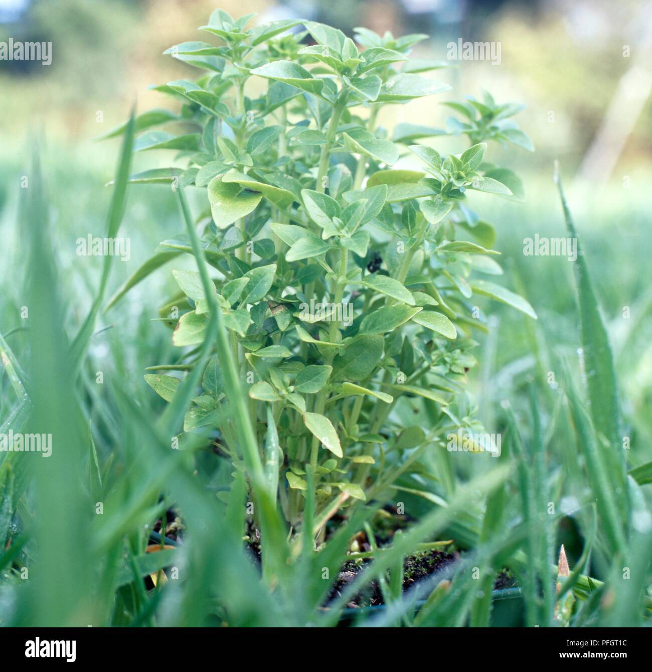 Ocimum minimum 'Greek' (Greek basil), close-up Stock Photo - Alamy