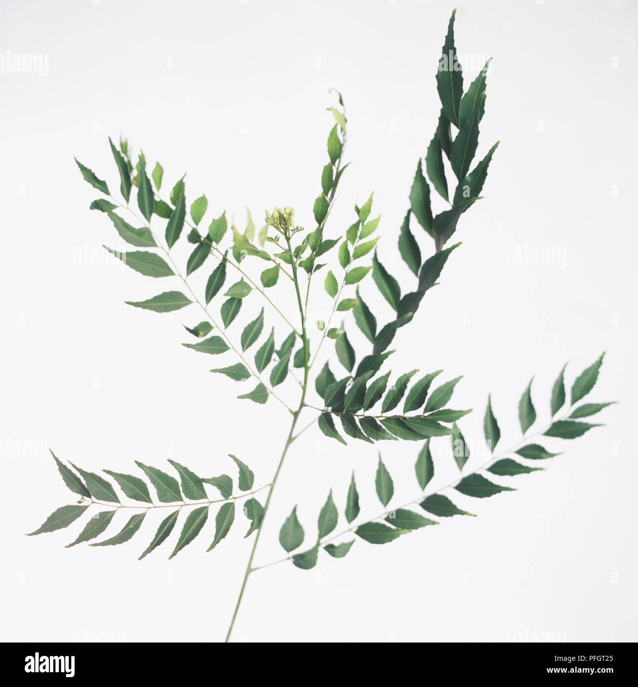 Curry Tree, Kahdi Patta (Murraya koenigii), large, oval, dark green ...