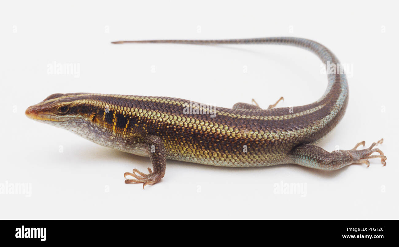 Animals lizard hi-res stock photography and images - Alamy