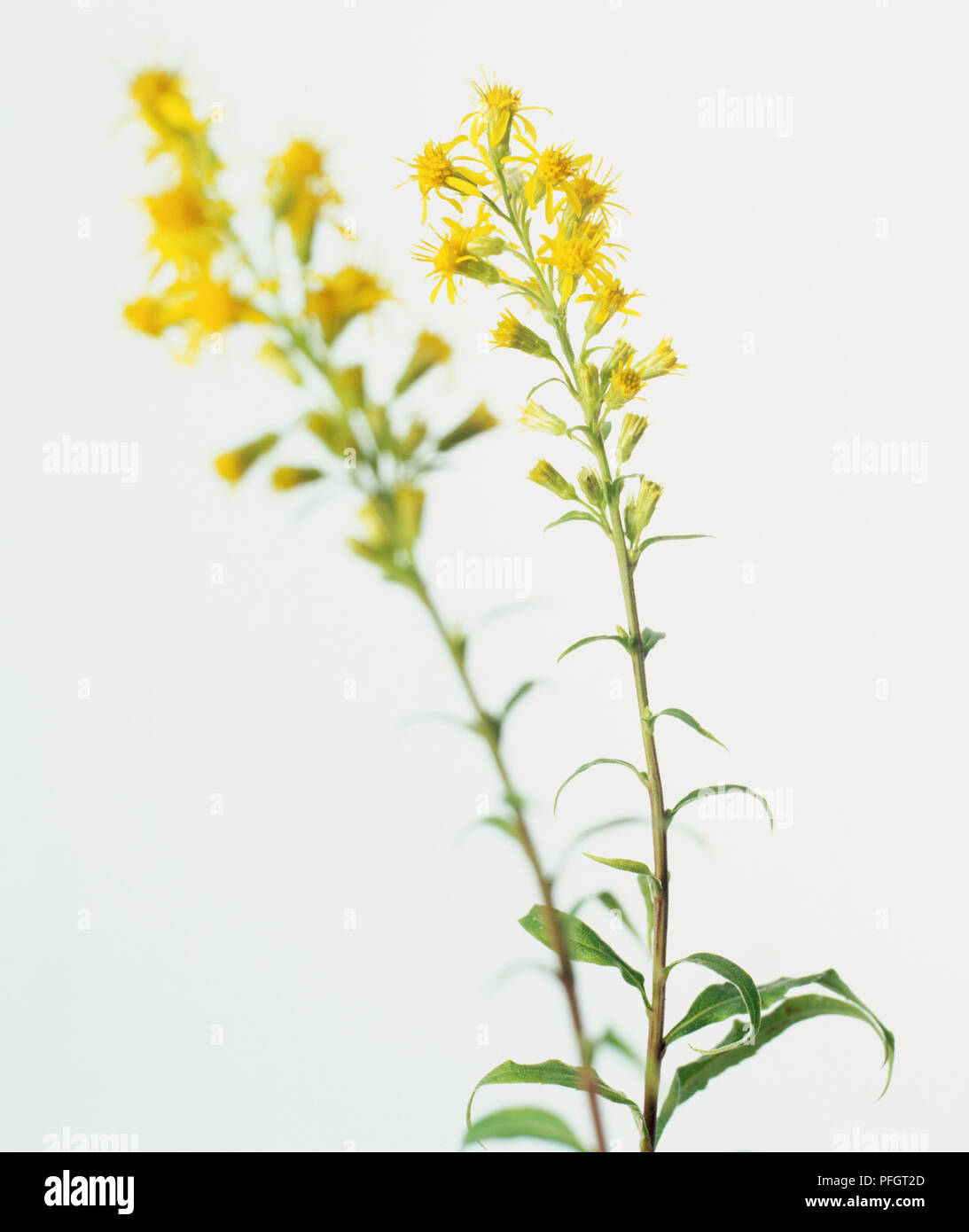 Golden Rod, Aaron's Rod (Solidago virgaurea), spikes of golden-yellow ...