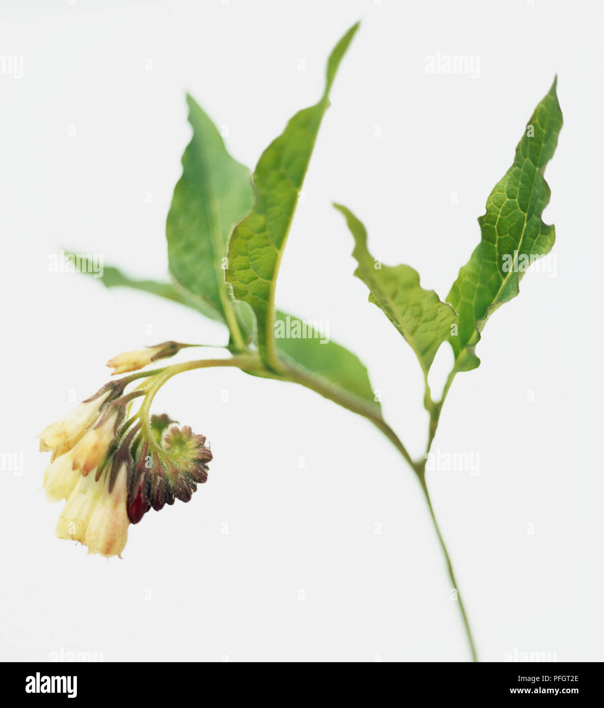 Comfrey, Knitbone (Symphytum officinalis), one-sided clusters of white ...