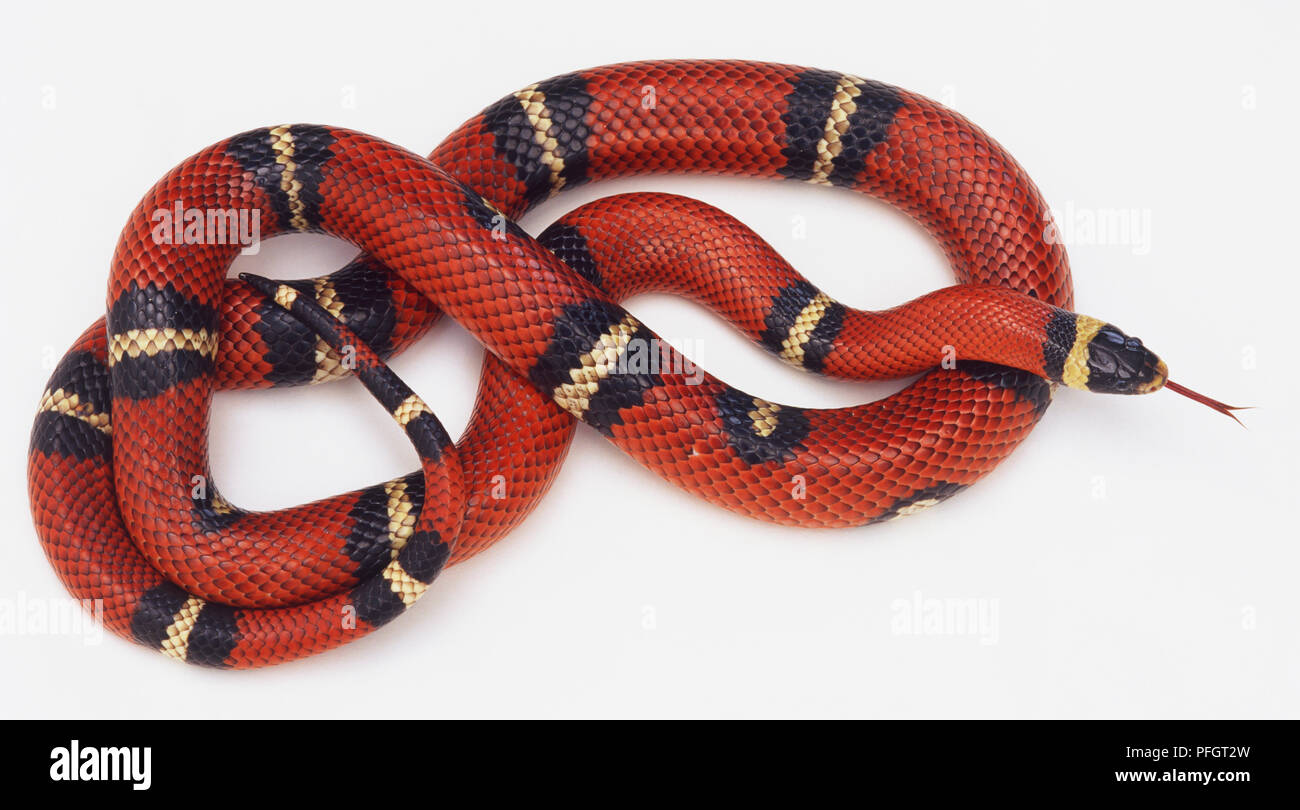 Milk Snake (Lampropeltis triangulum Stock Photo - Alamy