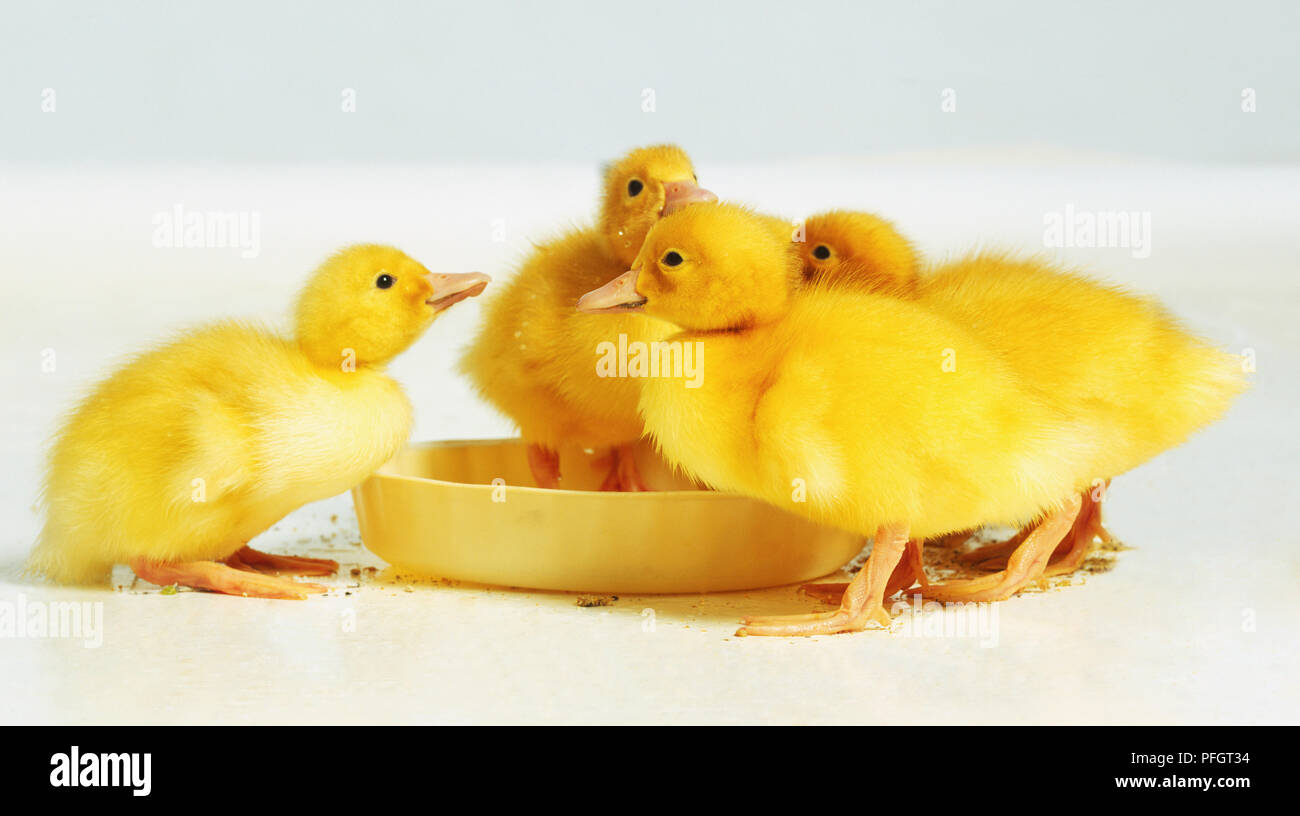 Four Ducklings (Anseriformes) eating from a bowl Stock Photo - Alamy