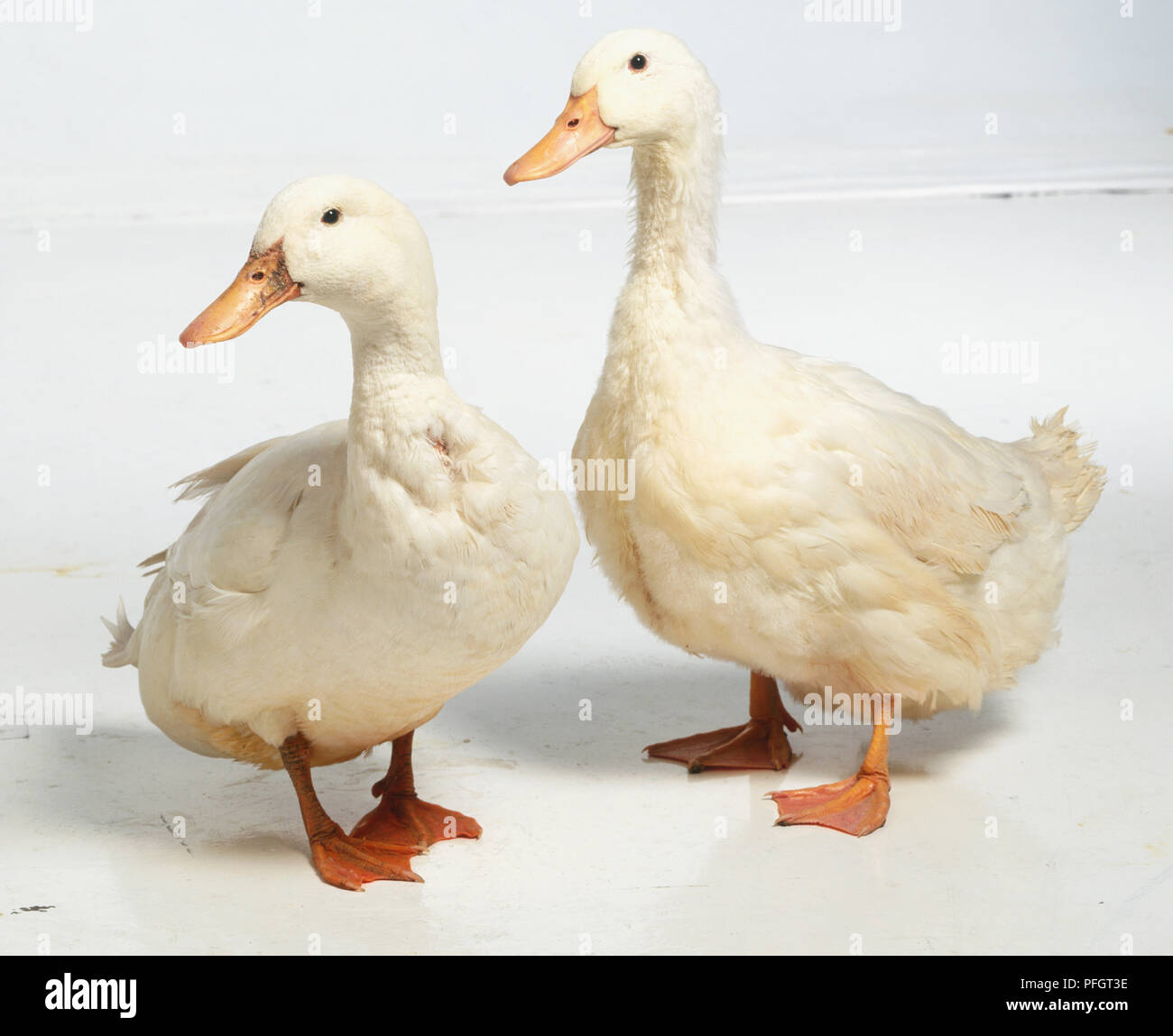 Two white Ducks (Anseriformes) standing Stock Photo - Alamy