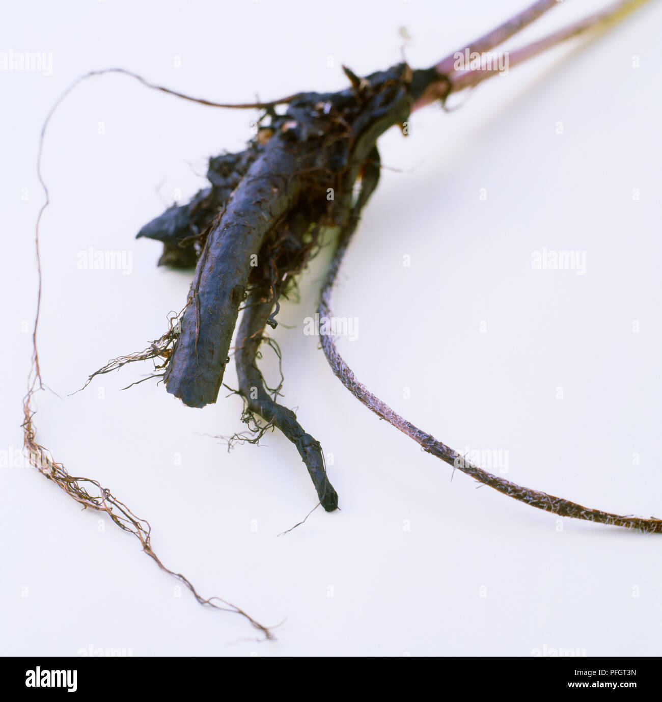 Symphytum officinalis hi-res stock photography and images - Alamy