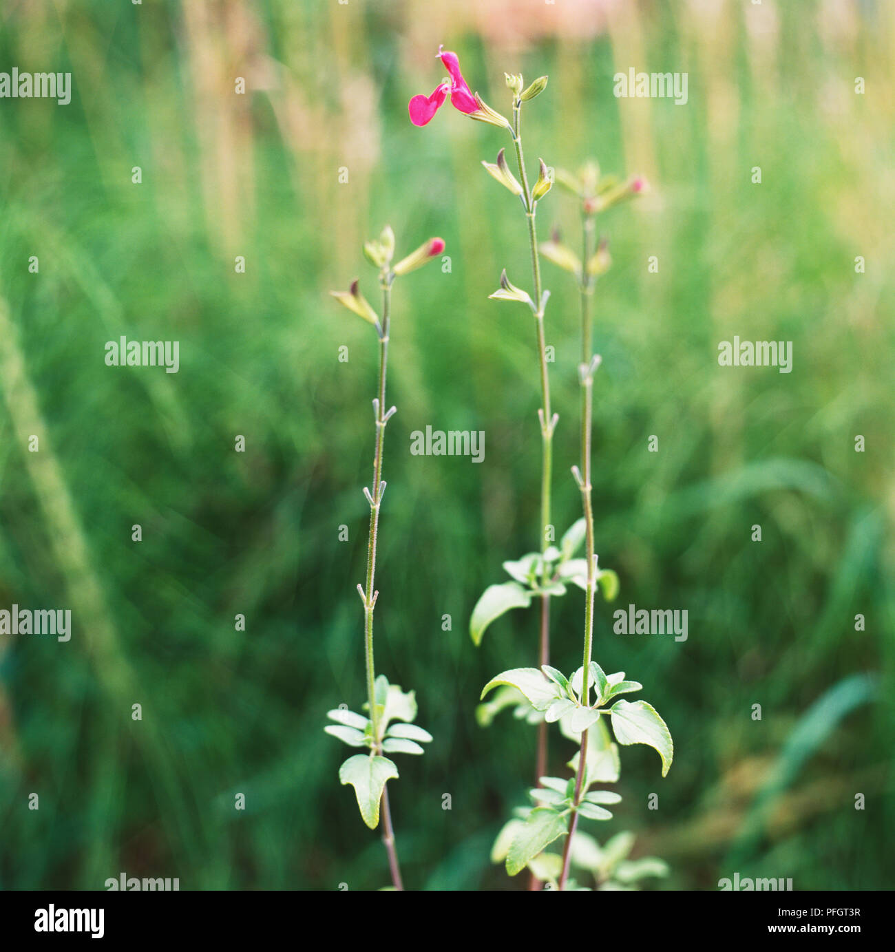 Blackcurrant-Scented Sage (Salvia microphylla var. microphylla syn. S ...