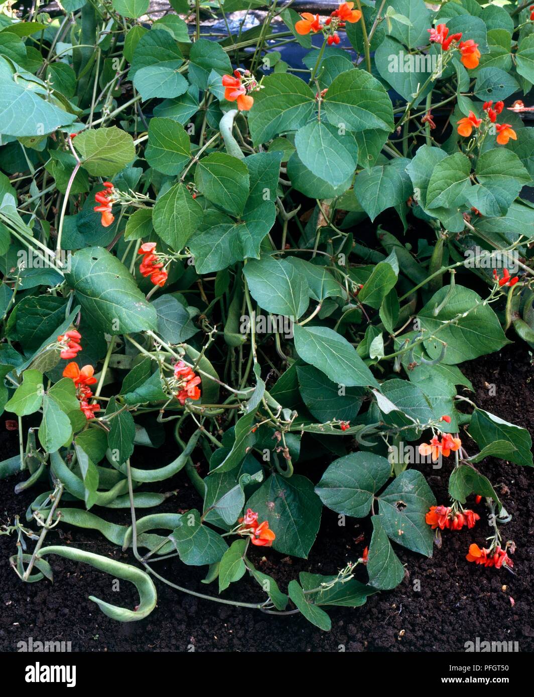 Scarlet runner bean plant, showing growth of beans and red flowers ...