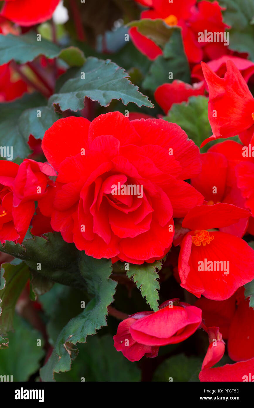 Begonia F1 Super cascade scarlet Stock Photo - Alamy