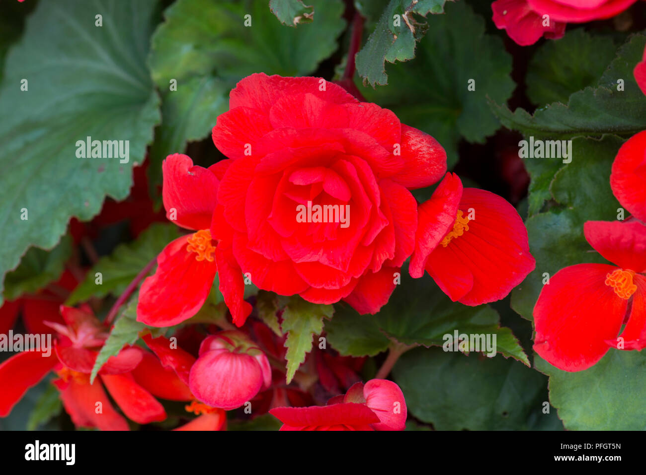 Scarlet begonia hi-res stock photography and images - Alamy