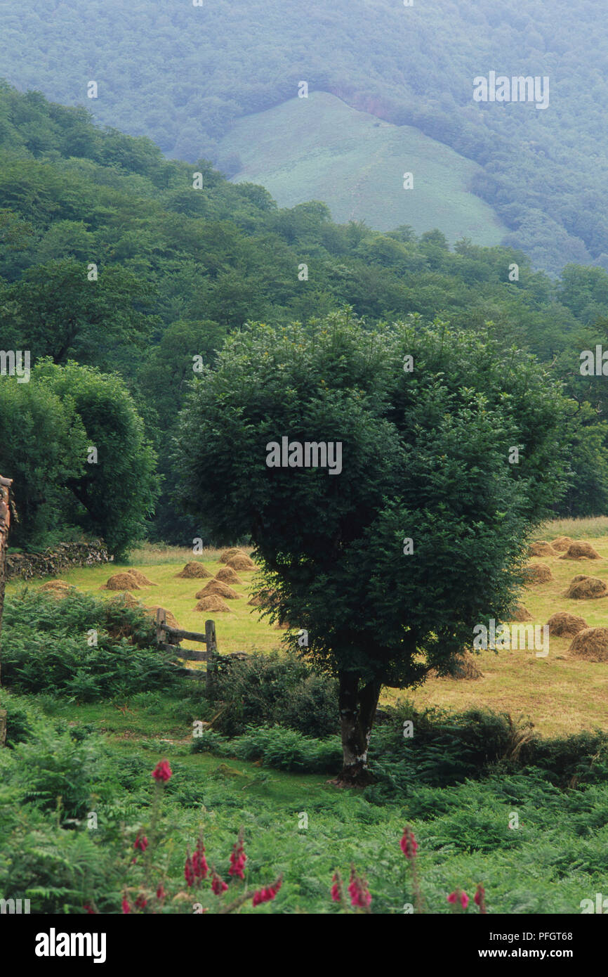 Field forest a hi-res stock photography and images - Alamy