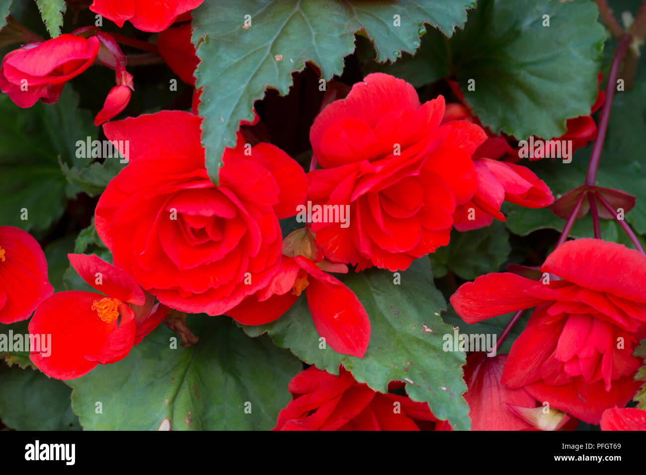 Begonia F1 Super cascade scarlet Stock Photo - Alamy
