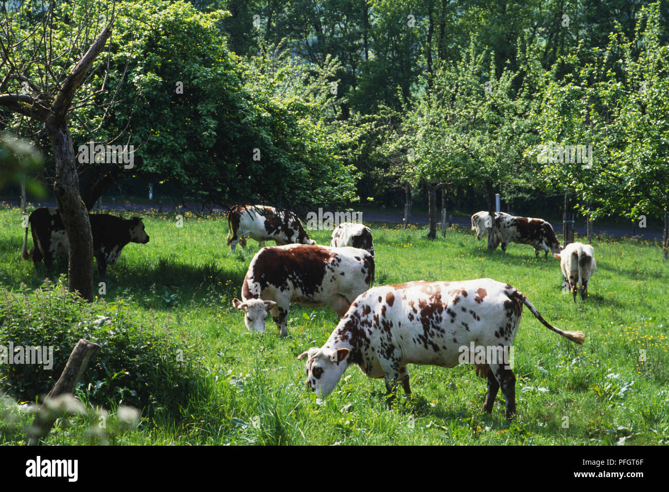 Norman brown hi-res stock photography and images - Alamy