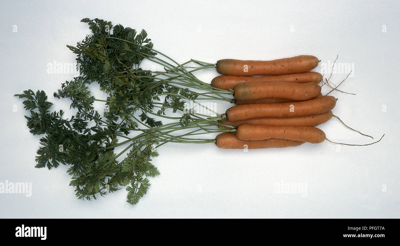 'Early French Frame' carrots Stock Photo - Alamy