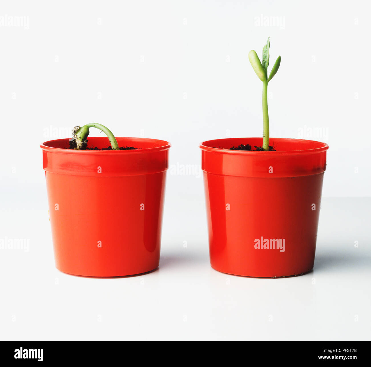 Two bean seedlings in red pots at different stages of growth Stock ...