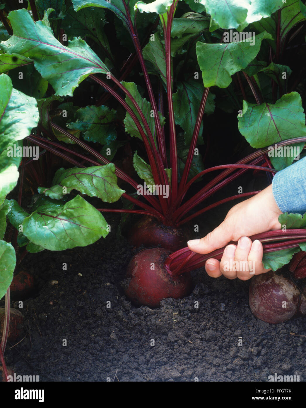 Hand picking beetroot from soil, close-up Stock Photo - Alamy