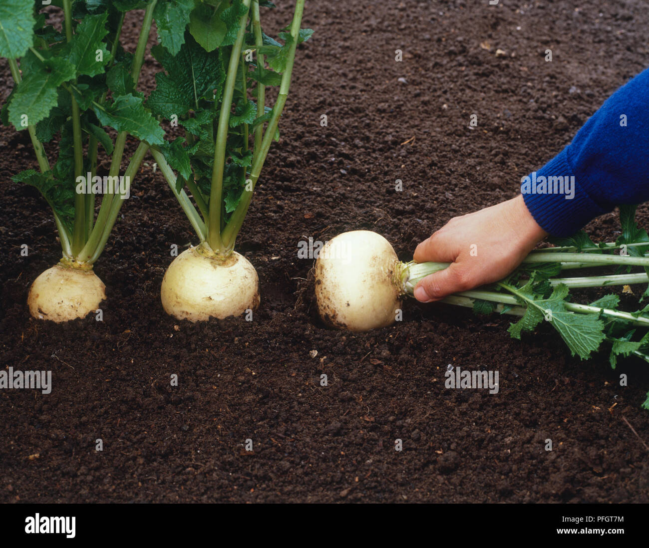 Hand pulling turnips from soil, close-up Stock Photo - Alamy