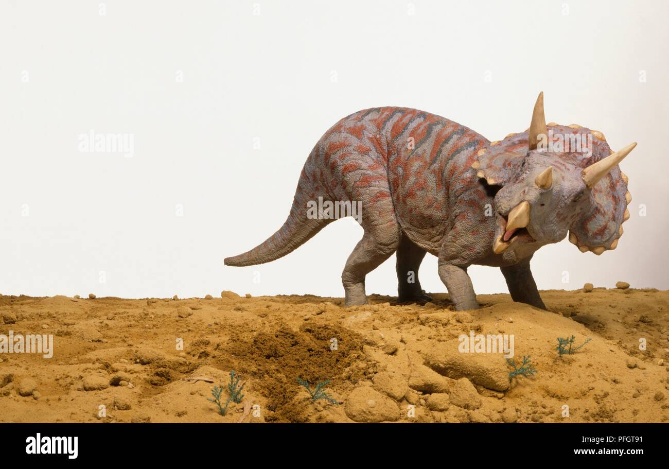 Model of a Triceratops dinosaur standing on sand, looking over shoulder ...