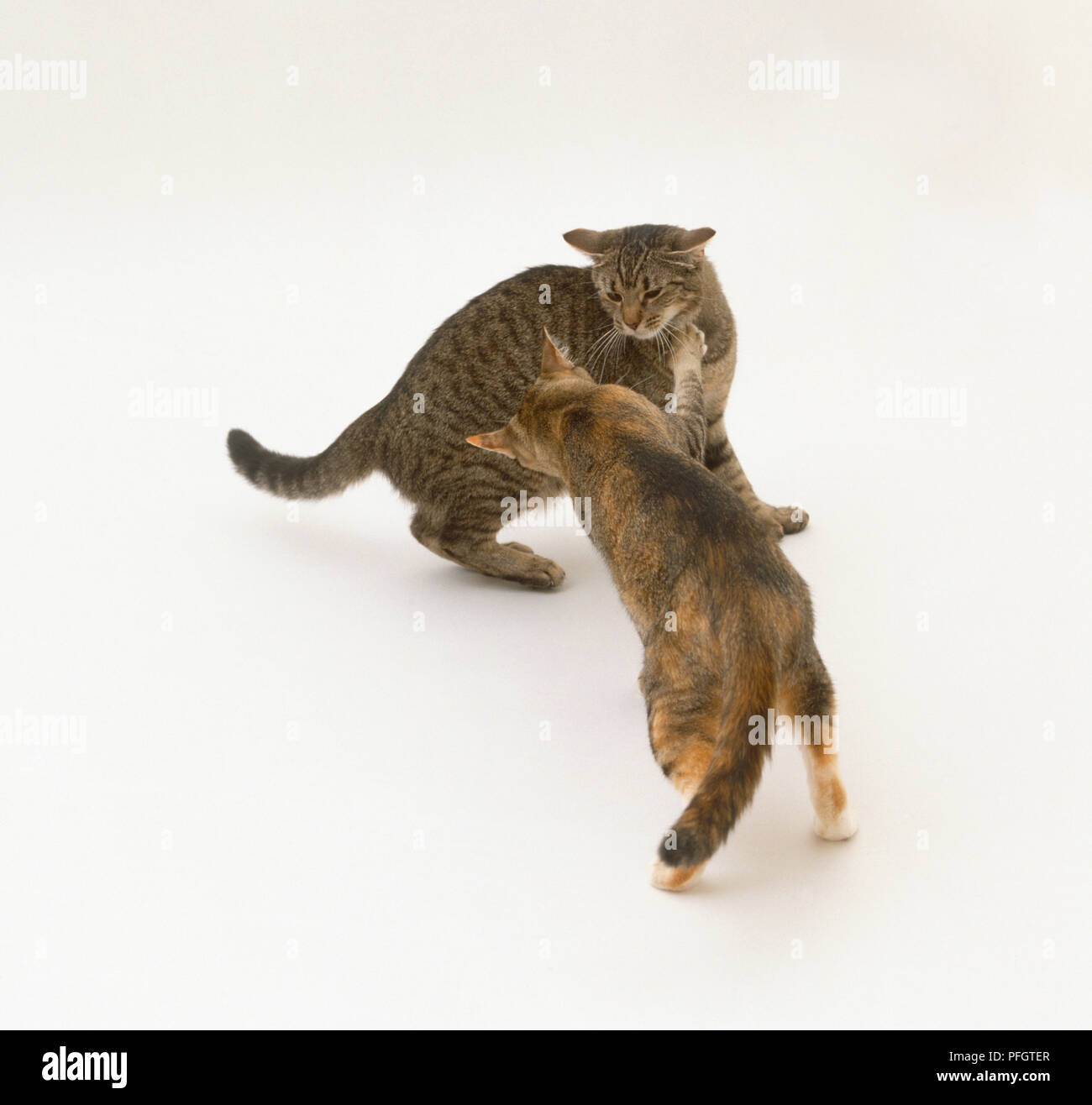 Male brown tabby cat fighting with female tortoiseshell cat Stock Photo ...
